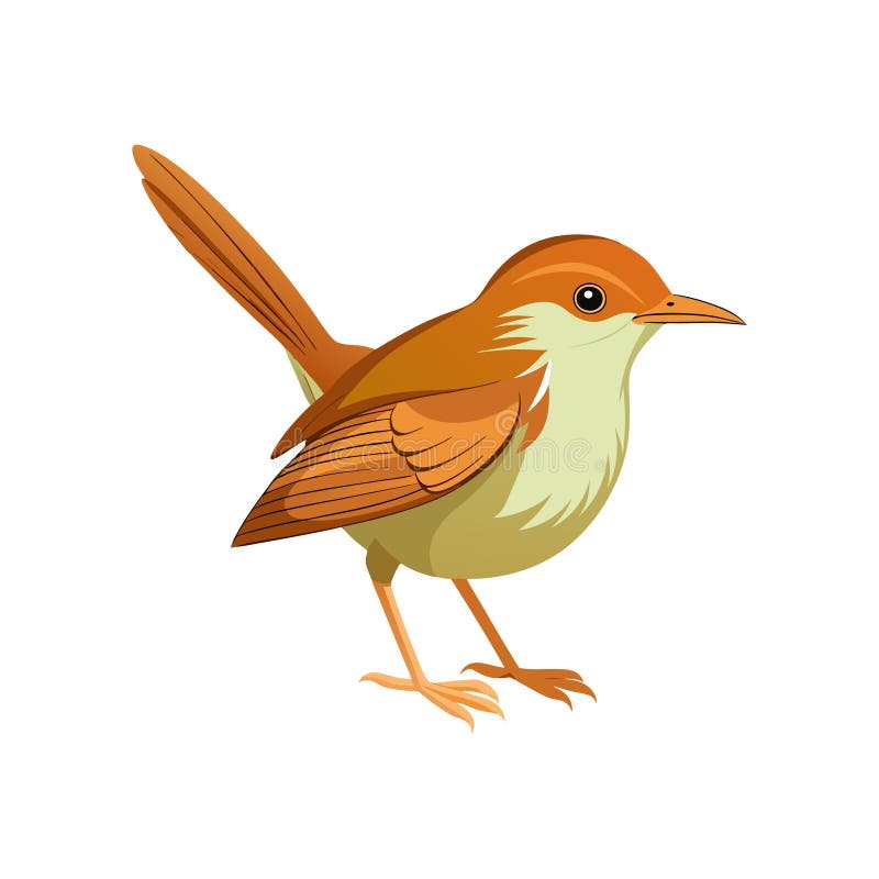 Vivid Common Tailorbird Bird Design Stock Illustration - Illustration ...