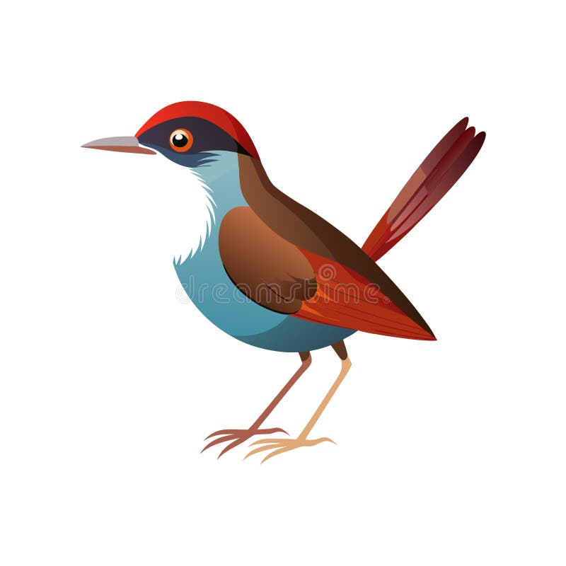 Vivid Dark-necked Tailorbird Bird Design Stock Illustration ...