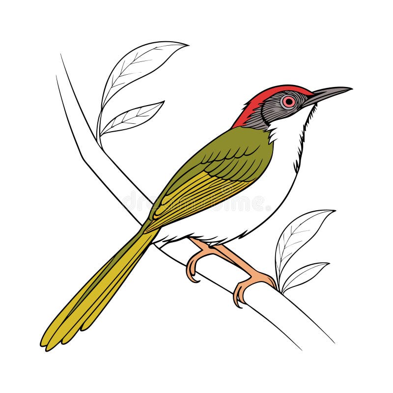 Vivid Dark-necked Tailorbird Bird Design Stock Illustration ...