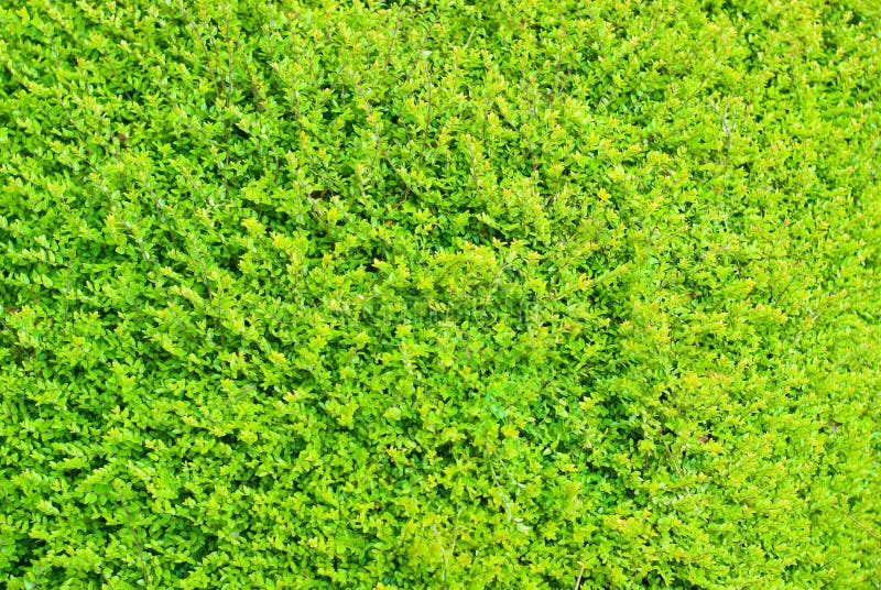 Vivid Detail Background Of Green Hedge Picture. Image: 14041398