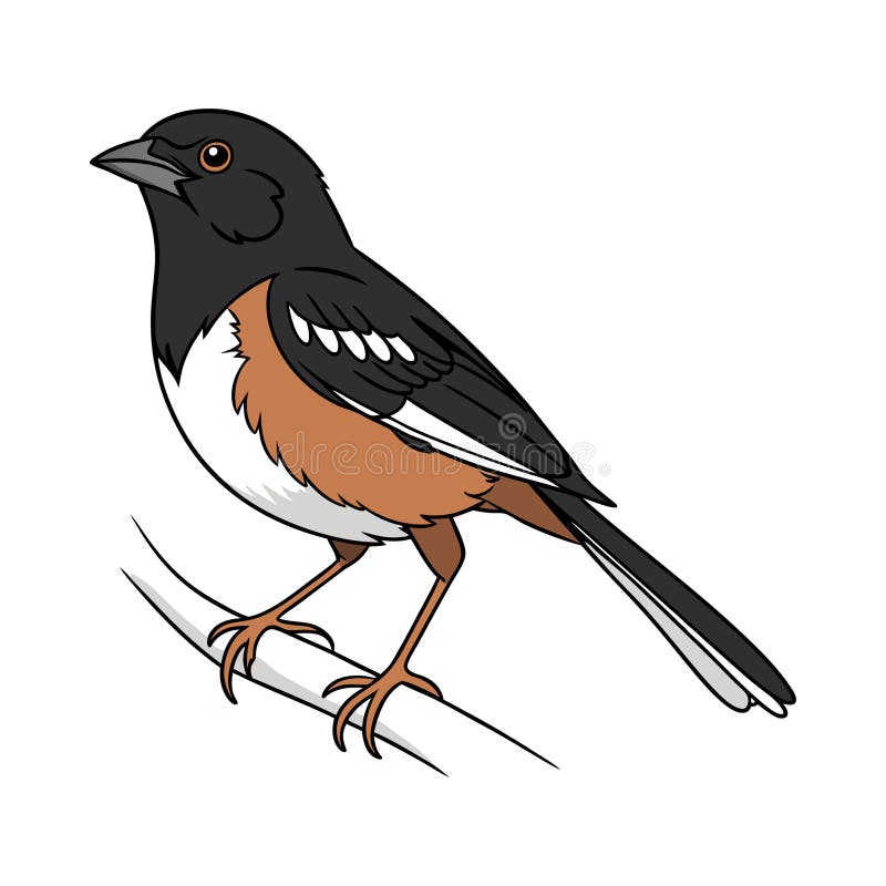 Vivid Eastern Towhee Bird Design Stock Illustrations – 6 Vivid Eastern ...