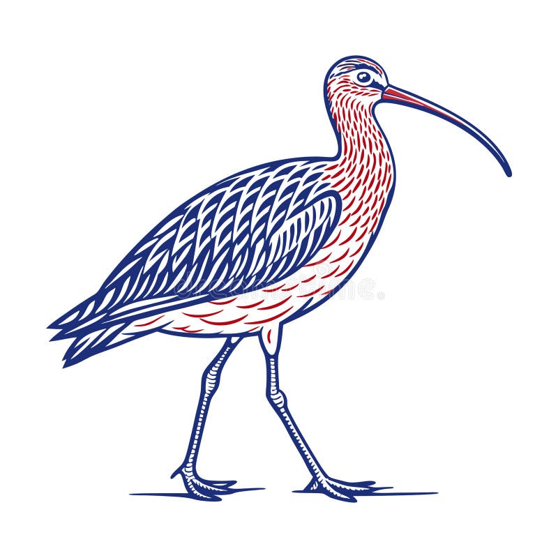 Vivid Eurasian Curlew Bird Design Stock Illustration - Illustration of ...