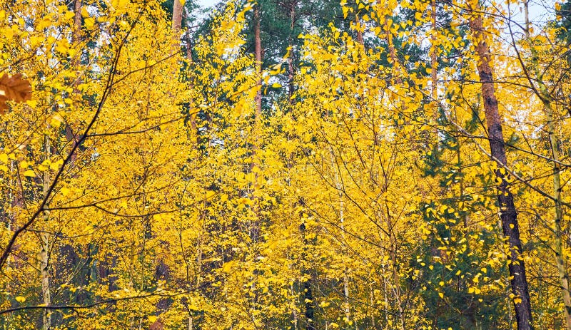 Vivid fall mood backdrop stock photo. Image of fresh - 112848984