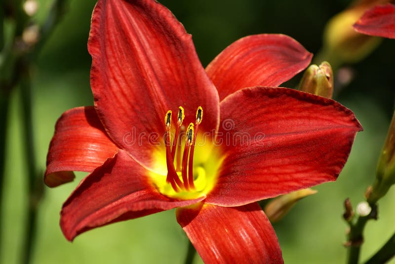 Fire lilly in the garden stock photo. Image of lilly - 108212974