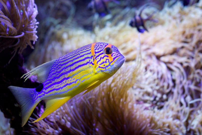 Vivid fish stock image. Image of fish, dream, nature - 18478145