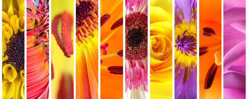 Vivid Flowers Collection Set Stock Image - Image of nectar, flowers ...
