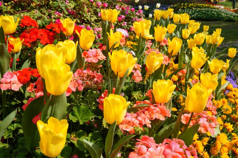 Vivid flowers stock image. Image of blooming, bloom, green - 37217399