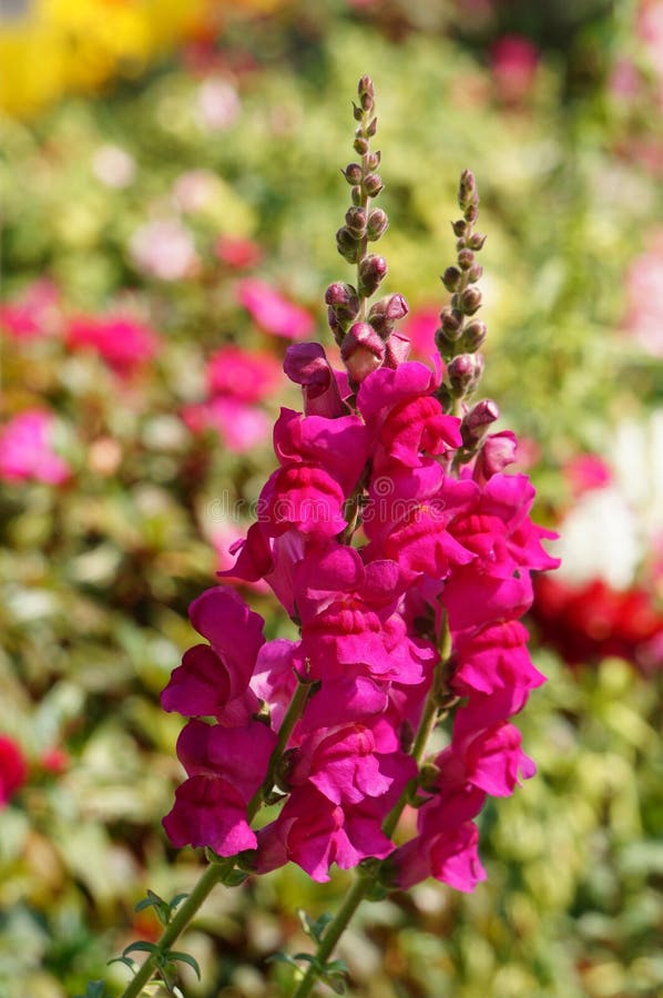 Vivid flowers stock image. Image of blooming, bloom, green - 37217399