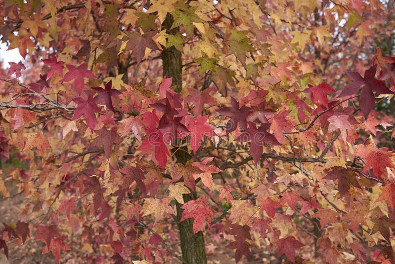 Liquidambar Styraciflua Multicolored Foliage in Autumn Stock Image ...