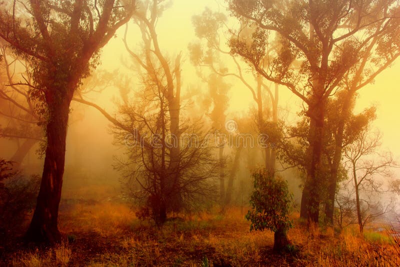 Vivid Forest Sunrise stock image. Image of bush, mist - 4310229