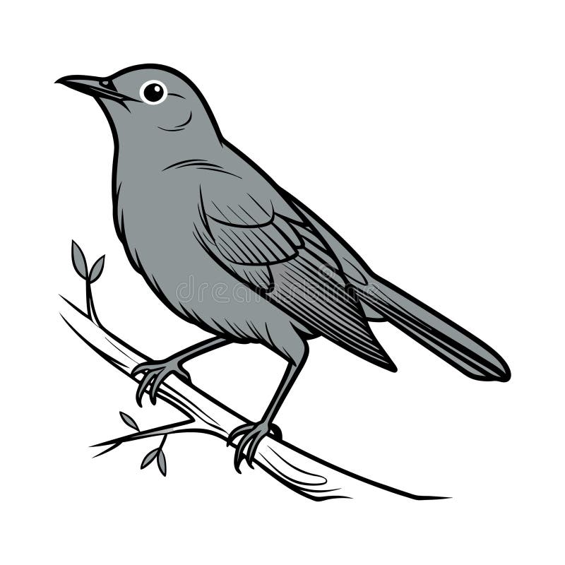 Vivid Gray Catbird Bird Vector Stock Illustration - Illustration of ...