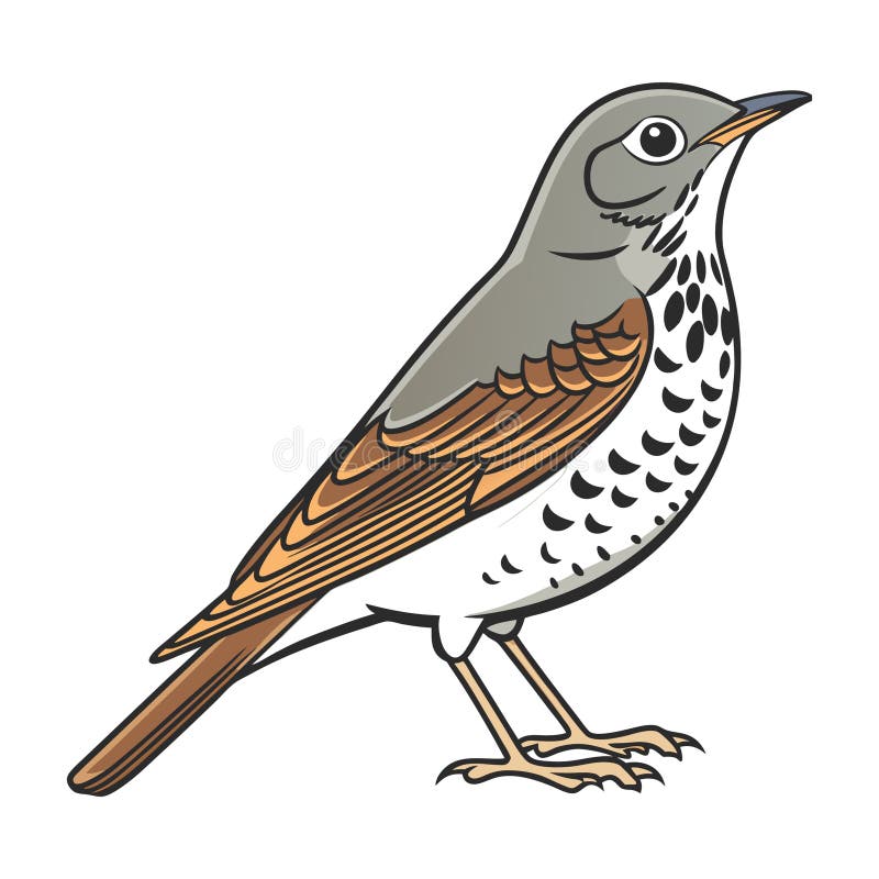 Vivid Gray-cheeked Thrush Bird Design Stock Image - Illustration of ...