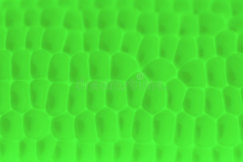 Bright Green Color Abstract Background with Corn Grain Pattern Stock ...