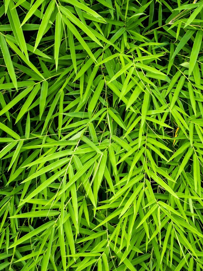 Vivid Green Color of Bamboo Leaf Stock Image - Image of pattern ...