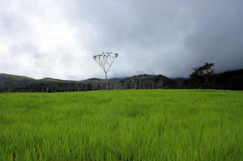 863 Rural Venezuela Stock Photos - Free & Royalty-Free Stock Photos ...