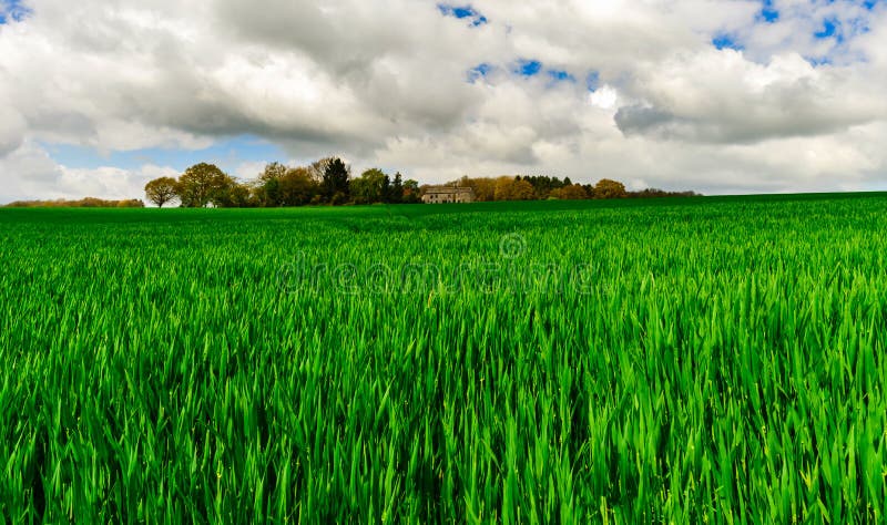 Vivid Green Field Closeup View with Horizon on Background Stock Image ...
