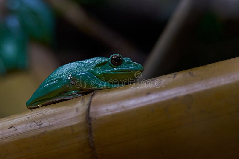 Vivid Green Frog Atop a Bamboo Structure Stock Photo - Image of nature ...