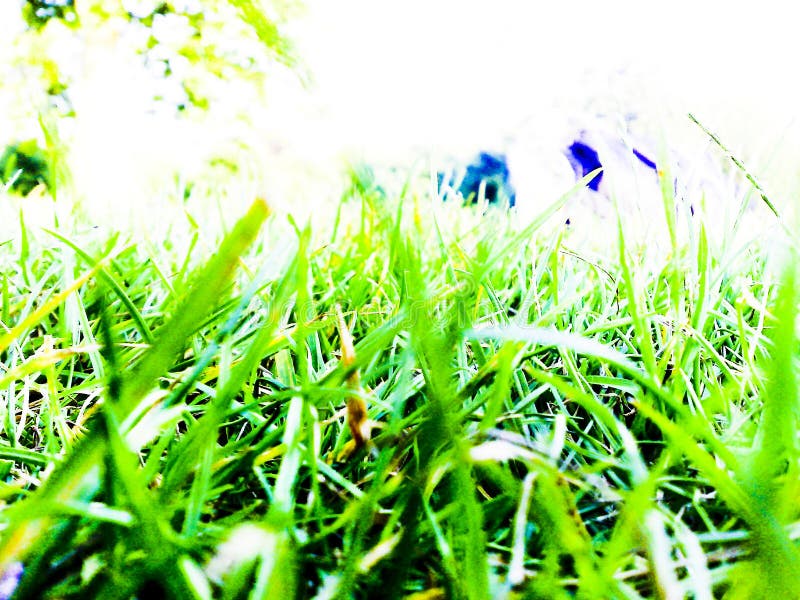 Vivid Green Grass stock image. Image of spring, fresh - 4481007