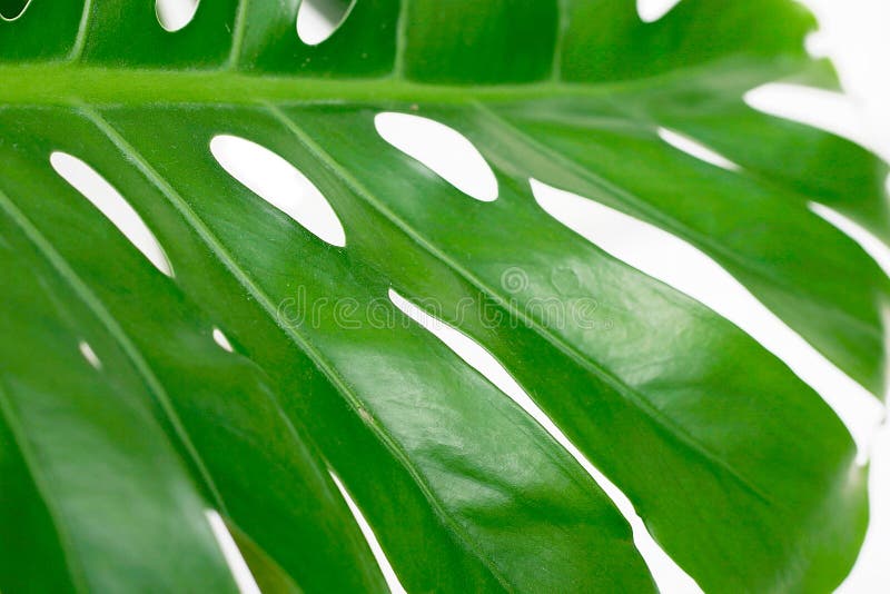Vivid Green Leaf stock photo. Image of spring, vivid, closeup - 96974