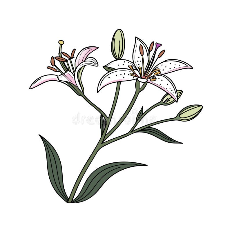 Vivid Japanese Toad Lily Flower Bright Design Stock Illustration ...