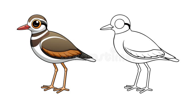 Vivid Killdeer Bird Design stock illustration. Illustration of ...