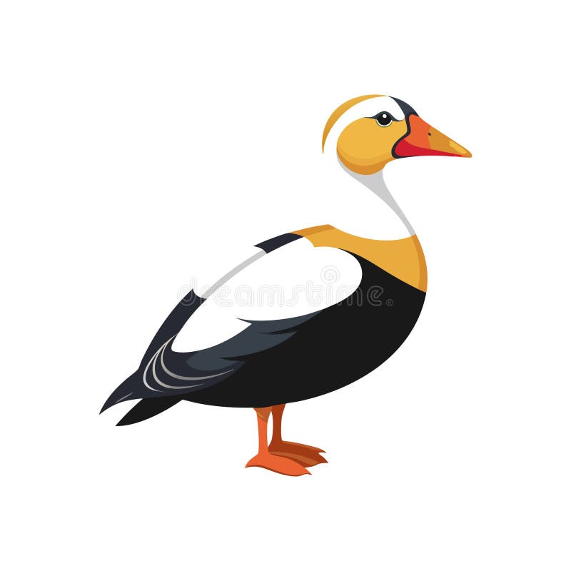 King Eider Cartoon Vector Illustration Stock Vector - Illustration of ...
