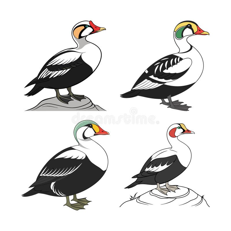 King Eider Cartoon Vector Illustration Stock Vector - Illustration of ...
