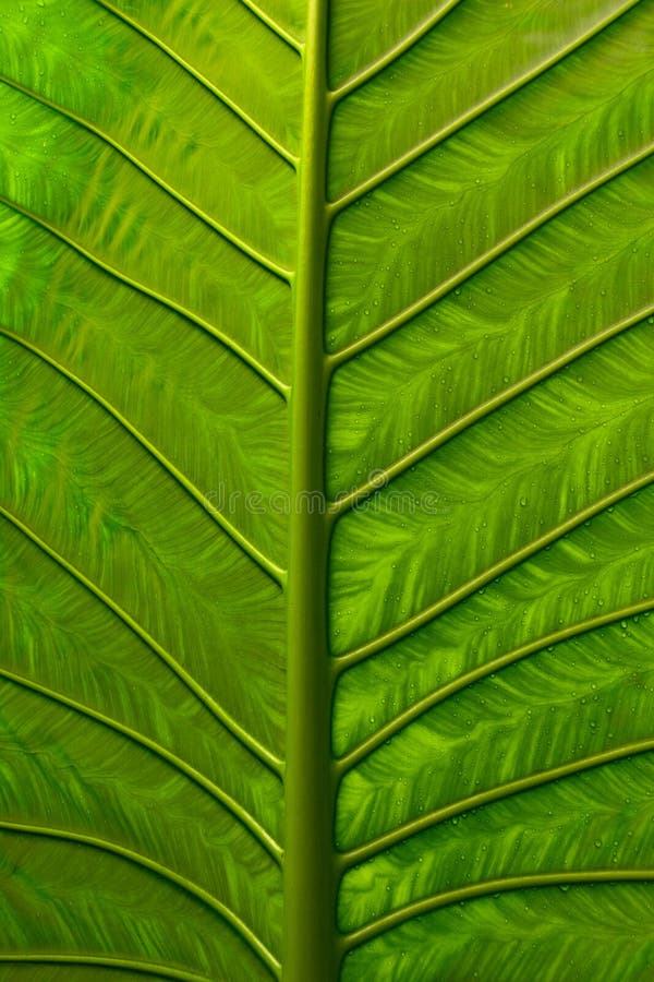 Vivid Leaf stock photo. Image of details, dividing, drops - 3159366