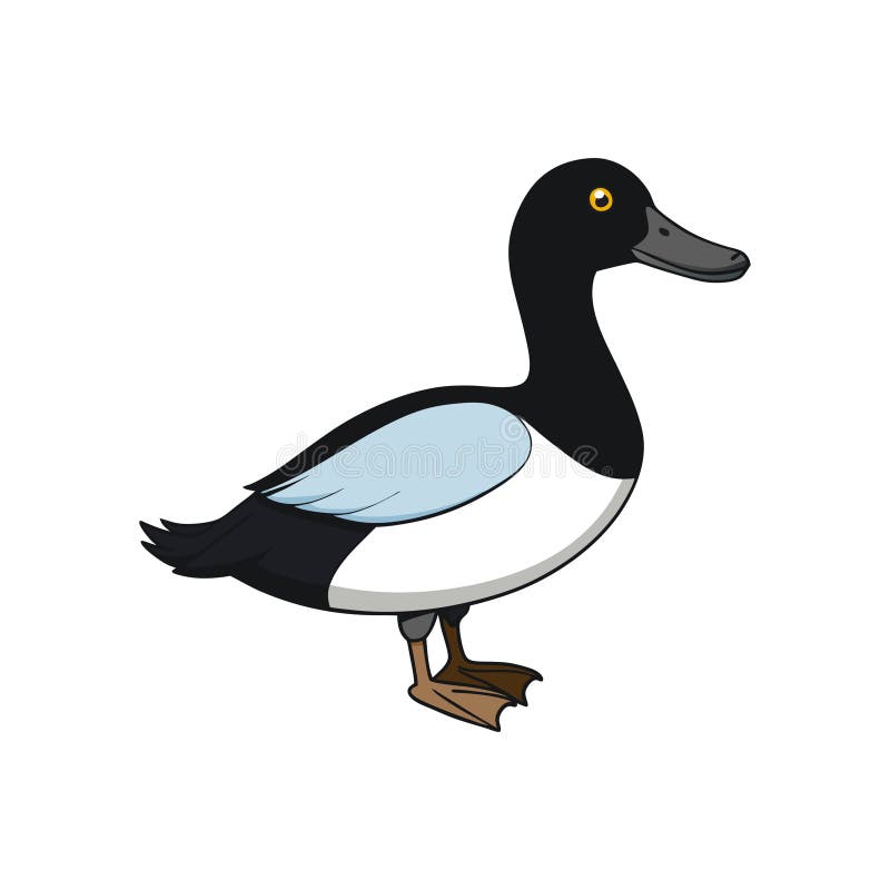 Vivid Lesser Scaup Design stock illustration. Illustration of ...