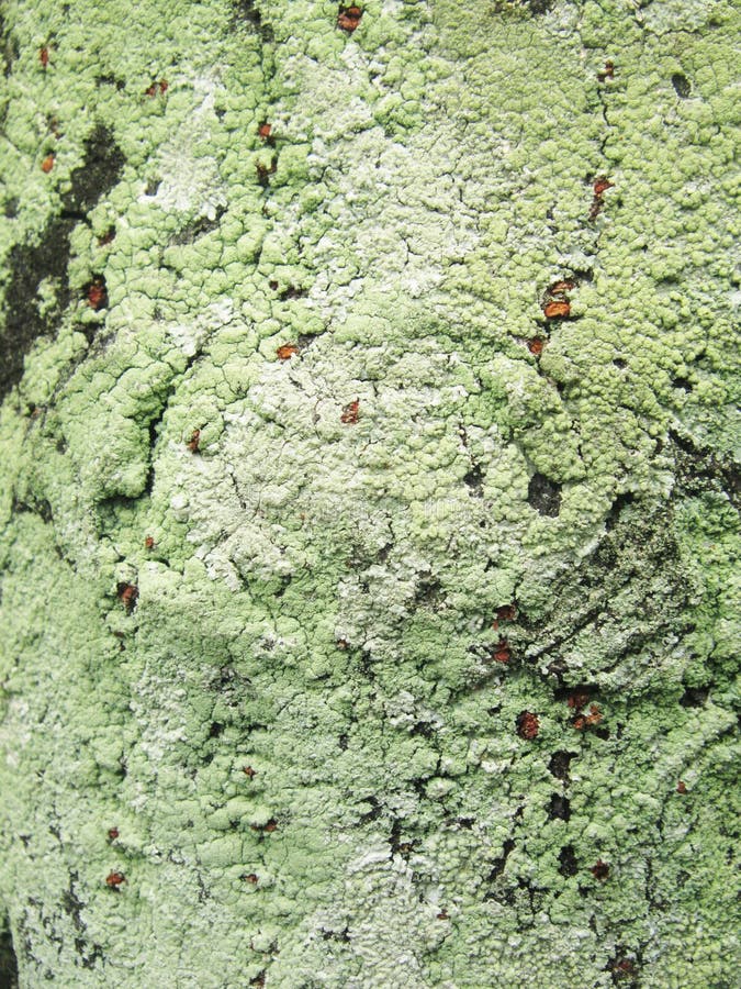 Vivid lichen texture stock photo. Image of organic, lichen - 62526244