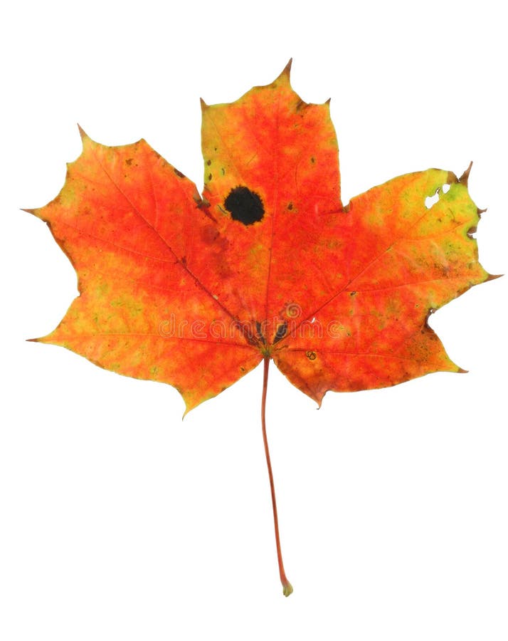 611 Colorful Fall Leaf Dots Stock Photos - Free & Royalty-Free Stock ...
