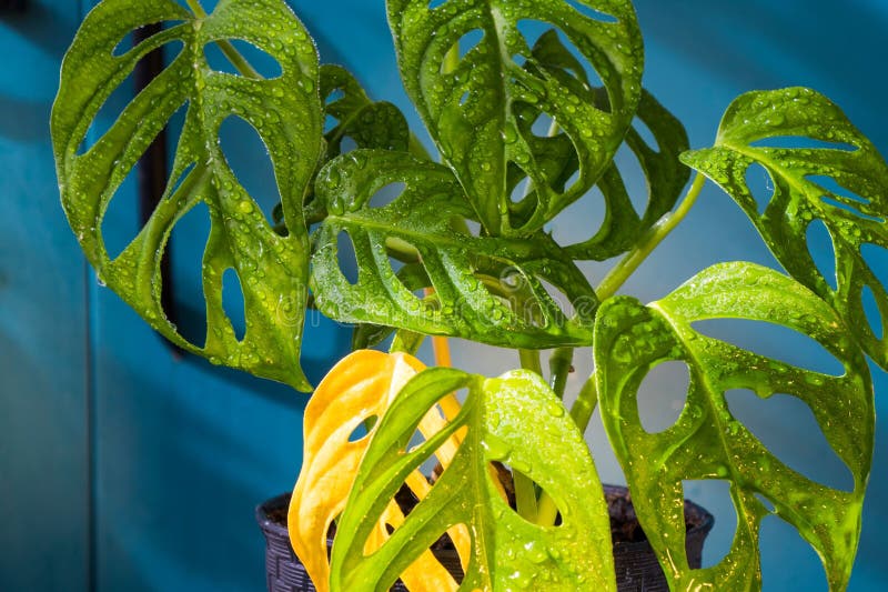 Vivid Monstera Plant in a Black Pot, Set Against a Dramatic Dark Blue ...