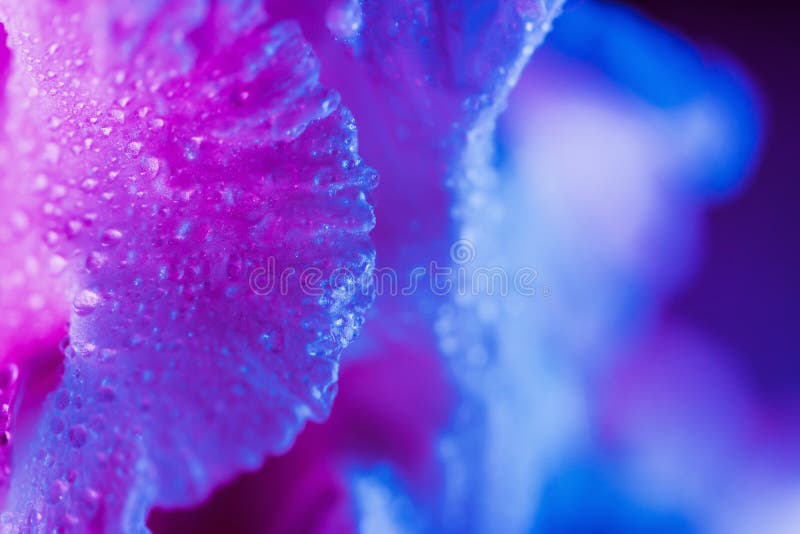 Vivid Neon Colored Iris Flower Bud Stock Image - Image of blooming ...