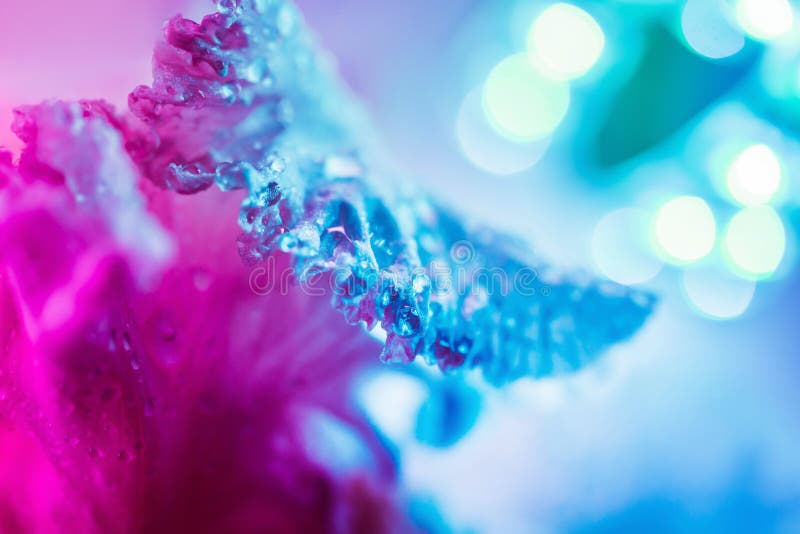 Vivid Neon Colored Iris Flower Bud Stock Image - Image of botany ...