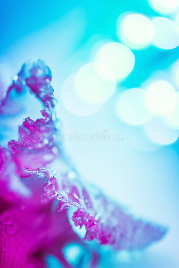 Vivid Neon Colored Iris Flower Bud Stock Photo - Image of creative ...