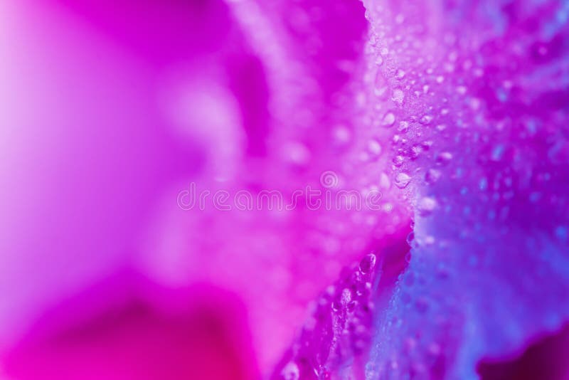 Vivid Neon Colored Iris Flower Bud Stock Photo - Image of flora, nature ...