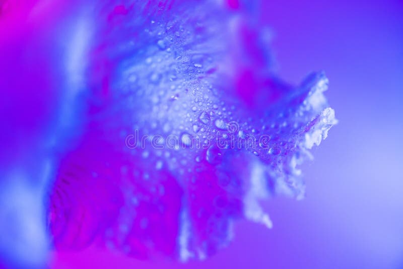 Vivid Neon Colored Iris Flower Bud Stock Photo - Image of blossom ...