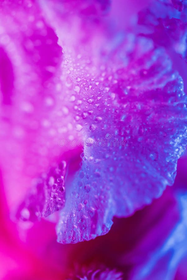 Vivid Neon Colored Iris Flower Bud Stock Photo - Image of background ...