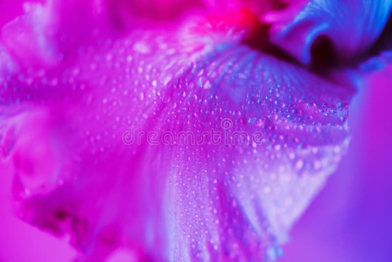 Vivid Neon Colored Iris Flower Bud Stock Image - Image of decorative ...