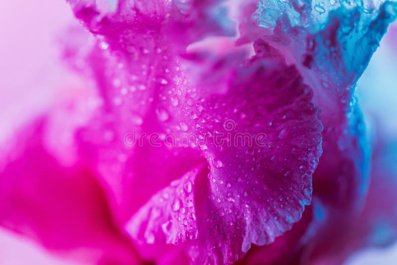 Vivid Neon Colored Iris Flower Bud Stock Photo - Image of flower ...