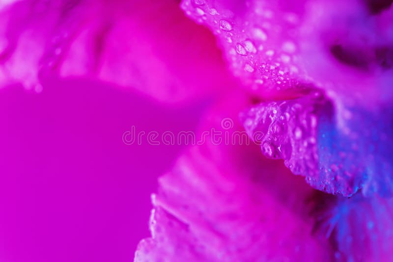 Vivid Neon Colored Iris Flower Bud Stock Photo - Image of blossom ...