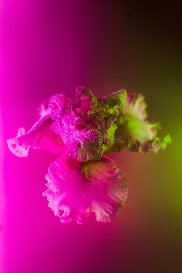Vivid Neon Colored Iris Flower Bud Stock Photo - Image of green, light ...