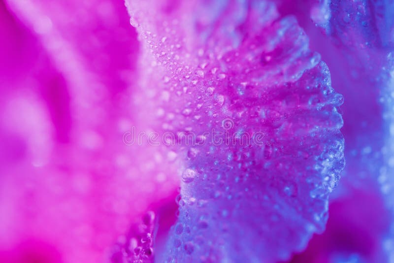 Vivid Neon Colored Iris Flower Bud Stock Photo - Image of nature ...