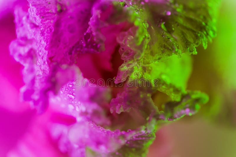 Vivid Neon Colored Iris Flower Bud Stock Image - Image of nature, copy ...