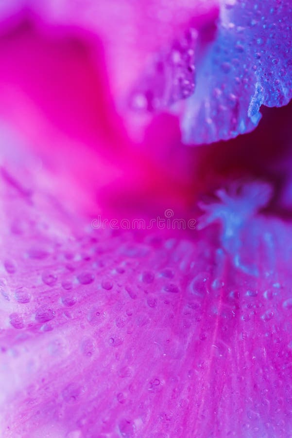 Vivid Neon Colored Iris Flower Bud Stock Photo - Image of blossom, blue ...