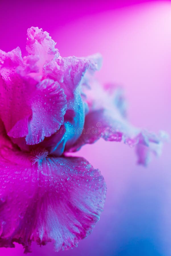 Vivid Neon Colored Iris Flower Bud Stock Photo - Image of abstract ...