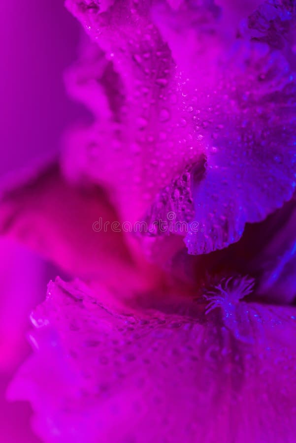 Vivid Neon Colored Iris Flower Bud Stock Photo - Image of light, garden ...