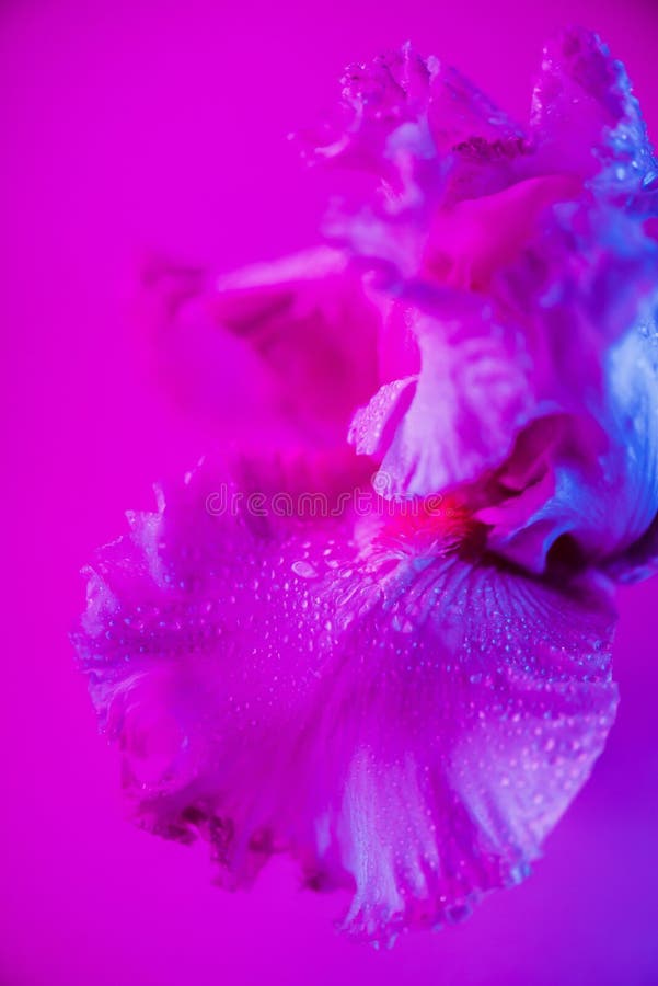 Vivid Neon Colored Iris Flower Bud Stock Photo - Image of growth, bloom ...