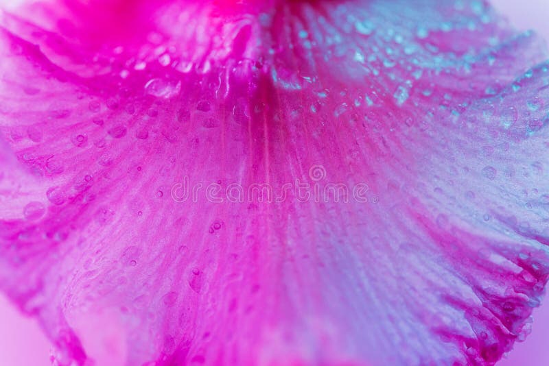 Vivid Neon Colored Iris Flower Bud Stock Image - Image of decoration ...