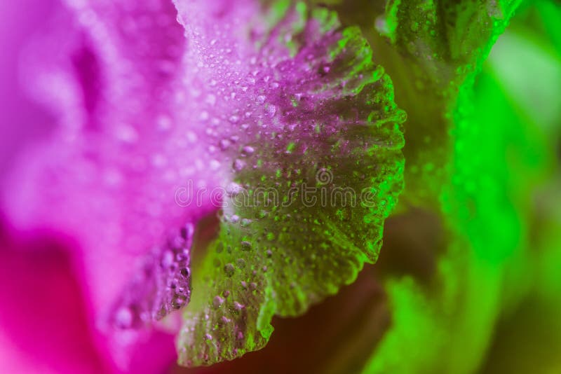 Vivid Neon Colored Iris Flower Bud Stock Image - Image of flower ...